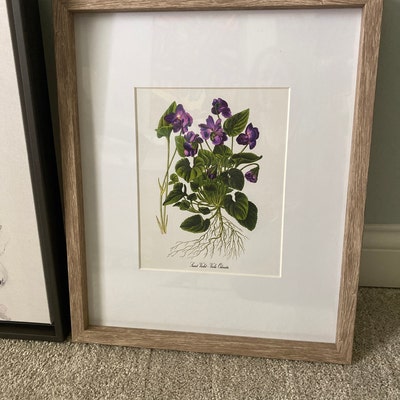 Violet Flower Art Print, Sweet Violet Botanical Art Print, Wall Art ...