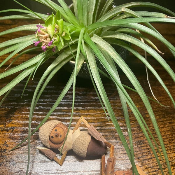 Medieval Scholar Acorn Elf - Nature-inspired Figurine - Etsy