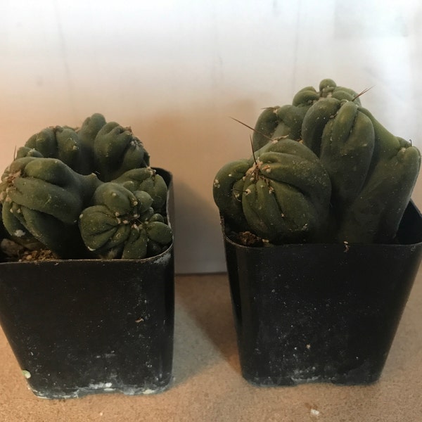 4” Melocactus Azureus - Turk's Cap Cactus - Flowering Cactus - Blue ...