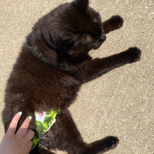 Cannabis Weed Marijuana Joint 420 Kitty Stash Cat Nip Toy 100% - Etsy