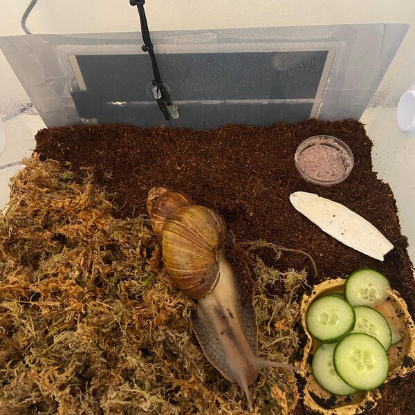 Land Snail Kit, Ideal for Garden Snails - Etsy