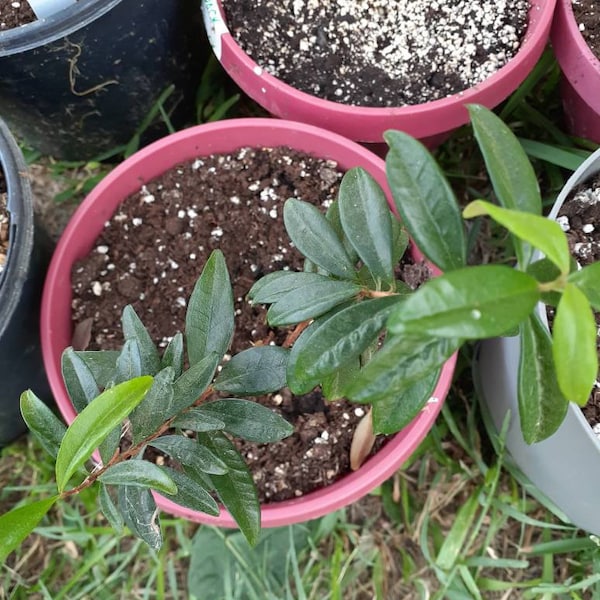 Grumichama Grumixama Eugenia Brasiliensis Brazilian Cherry Tropical ...