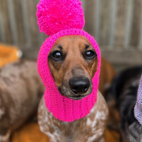 Dog Hood With Covered Ears and Large Pompom. Pompom Hood for Small Dog ...