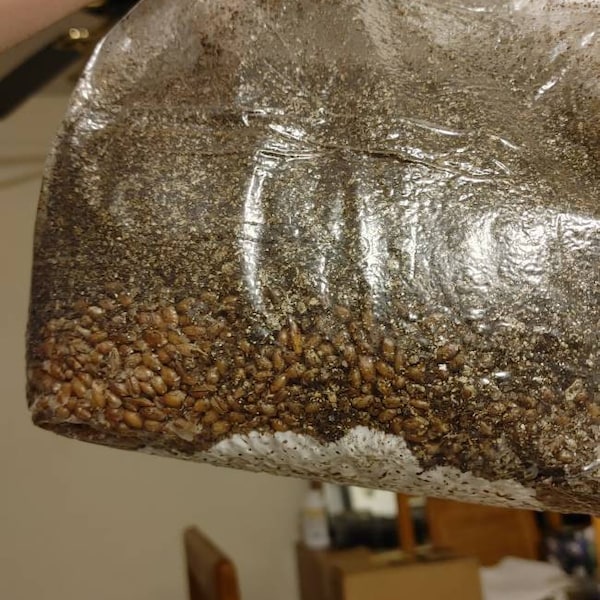 FIVE Magical 5lb All in One Mushroom Growing Bags Discounted Listing ... FIVE Magical 5lb All in One Mushroom Growing Bags Discounted Listing ...