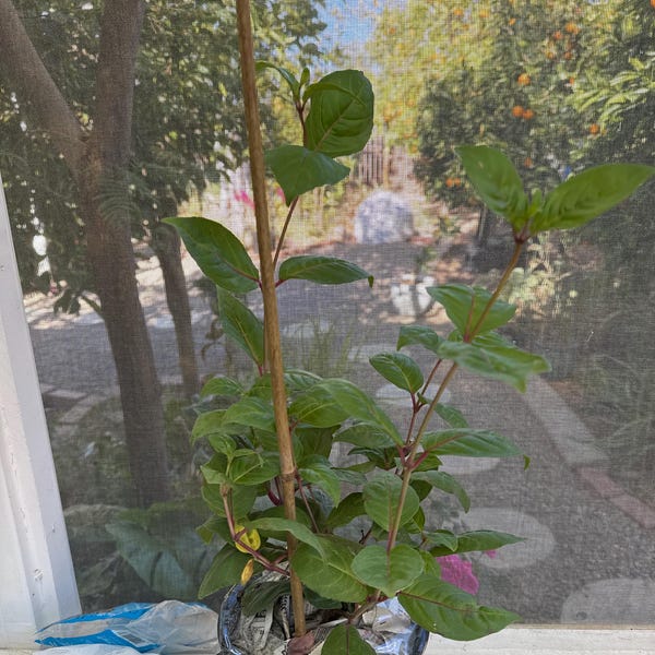 Fuchsia Giant Voodoo 1 Live Plant Ship in 6" Pot - Etsy