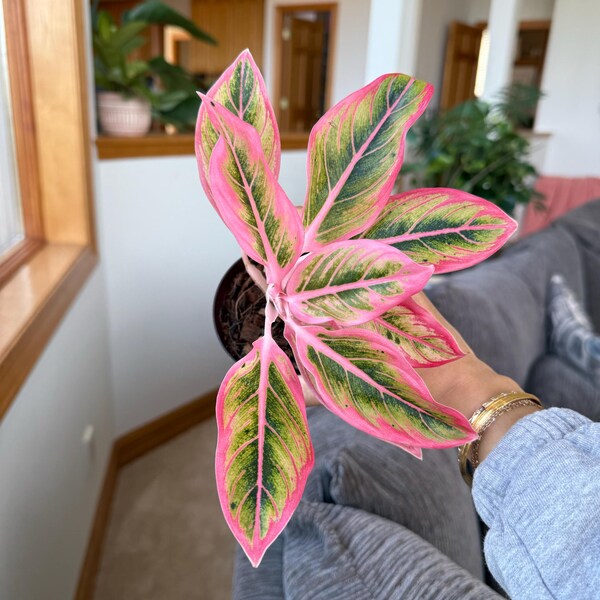 Scindapsus Jade Satin Mint Variegated Plant - Growers Choice - Etsy