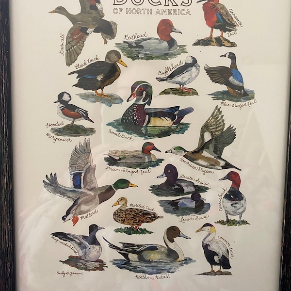 Ducks of North America Art Print | Types of Duck Poster - Etsy