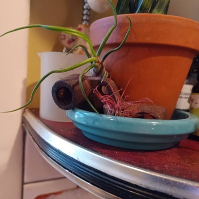 Tillandsia Bulbosa Alien Air Plant - Etsy