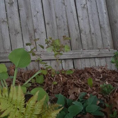 Ninebark physocarpus Opulifolius 3 Pack tubelings - Etsy