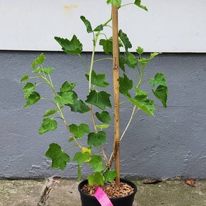 Champagne Pink Currant- 1 Gallon Potted 2-3' Tall! - Etsy