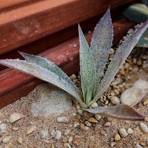 Sponge Paint Super Spotted Mangave STARTER Plant Agave & Manfreda ...