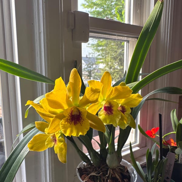 Rlc. Pink Empress - Etsy