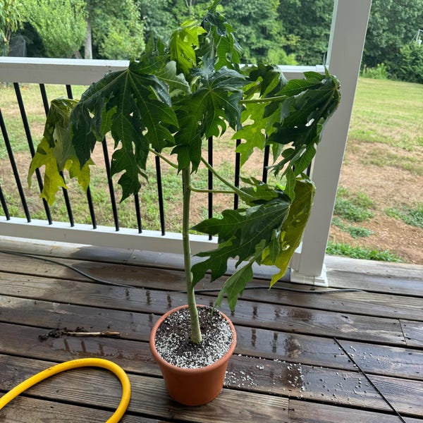 Fresh Whole Burdock Root, Gobo Root - Cannot Ship to CA, HI - Etsy