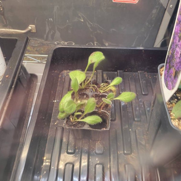 Veronica Speedwell Live Plant, Well Rooted Plug, Long-blooming for ...