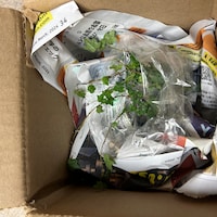 Live Angel Wing Begonia medora Starter Plant USA SELLER - Etsy