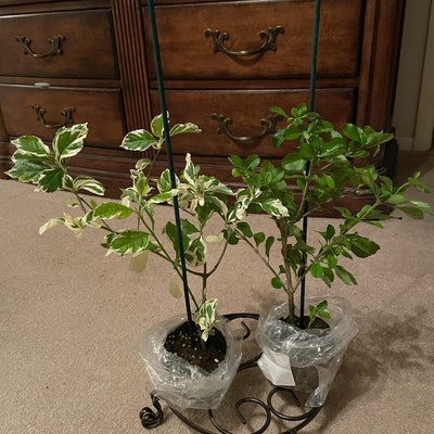 Duranta Variegata VARIEGATED SKY FLOWER Live Semi-tropical Shrub Bush ...