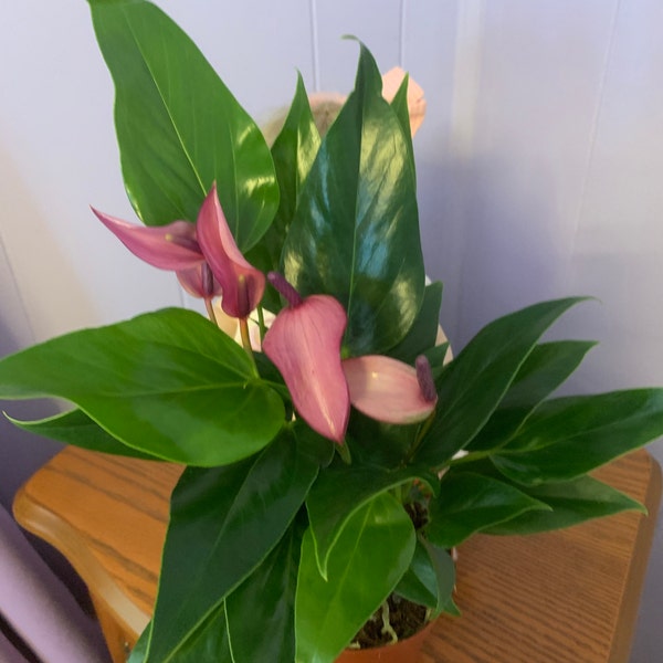 Purple Anthurium - 4" From Tropical Ambiance - Etsy Singapore