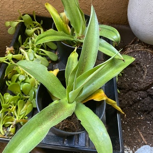 Agave Univittata Splendida Live Agave Plants Large Xlarge - Etsy