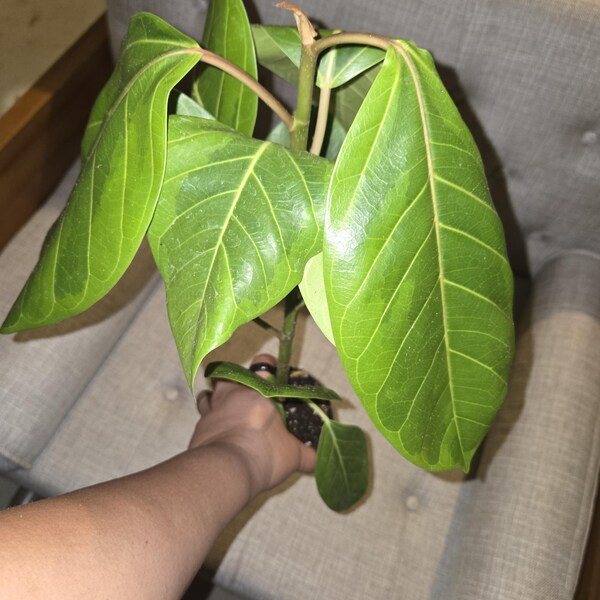 Ficus Altissima, Ficus Yellow Gem, Indoor Tree, Live Ficus, Ficus Tree ...