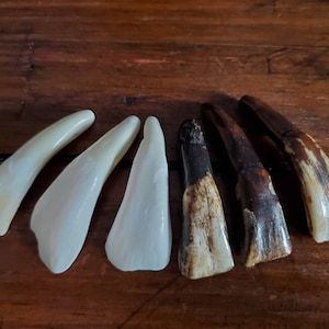 10 Buffalo Teeth Pre Drilled Ready for Jewelry and Craft Projects - Etsy