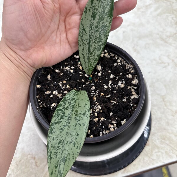 Propagation Pins for Cuttings, Planting Fork Secure Plant in Soil ...