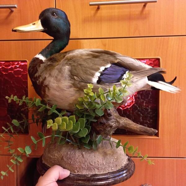 Silver Fox vulpes Vulpes Taxidermy Wall Mount Life Size8 - Etsy