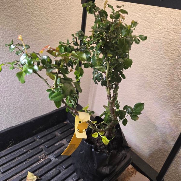 Rose【scheherazade| シェエラザード】-1.5 Gal Ownroot | Rare Rose| Strong ...
