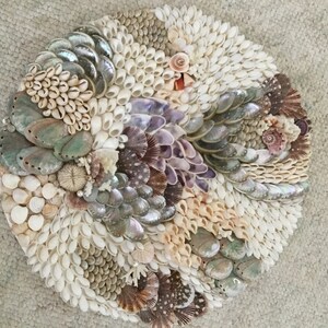 Fulgoraria Rupestris Volute Voluta Shell 4-1/2 - Etsy