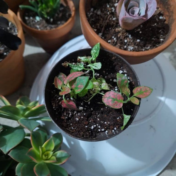 Alocasia Pink Princess Starter Plant ALL STARTER PLANTS Require You to ...