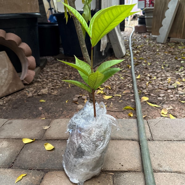 White Pumarose Jambu Tree: Rare Tropical Fruit Tree (10-18 Inch) - Etsy