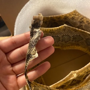 Authentic Diamondback Rattle Snake Hides, Leather, Crafts, Sewing ...