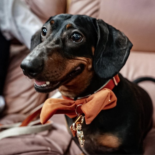 Dachshund Bandana (XXS) Sewing Pattern | PDF Download | Reversible ...