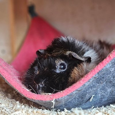 Boxer Dog Cookie Cutter Pastry Fondant Dough Biscuit - Etsy