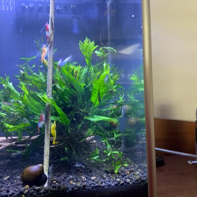 X2 Subwassertang Moss on Cholla Wood Shrimp Hideout & Betta Aquarium ...