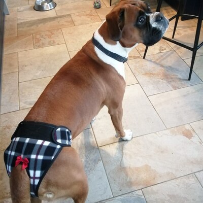 Dog Hygiene Knickers / Dog Season Pants Handmade by Me MADE TO ORDER by ...