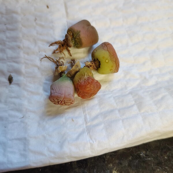 Aloe Brevifolia, Short-leaf Aloe, Crocodile Plant, Live Succulent in 4 ...