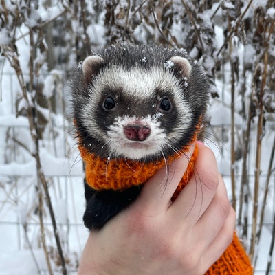 Various Colours Ferret Sweater Jumper. Hand Knitted Handmade Wool ...