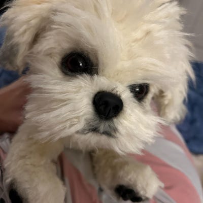 Puppy York Jemmy make to Order Portrait Pet , Handmade Animal by Photo ...