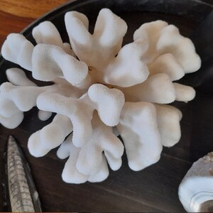 Brown Turkey Wing Seashells Ark Shells Arca Zebra Coastal | Etsy