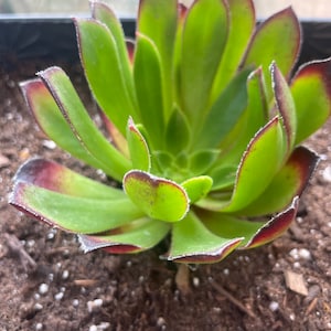 2, 4, 6 Pot, or Cuttings Aeonium Merlot, Purple Leave, Aeonium ...