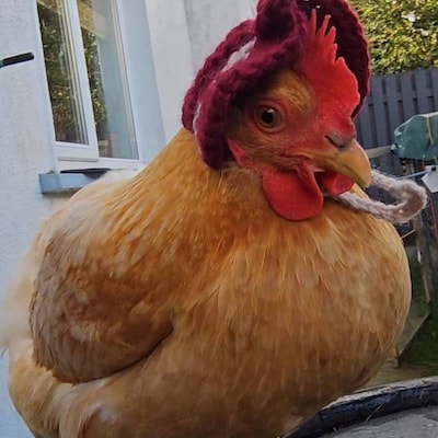 Crochet Pattern, Bonnet for Chickens, Sunday Bonnet, Little Red Hen Hat ...