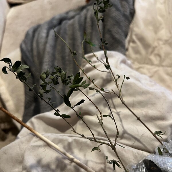 Pitiona, Oaxaca Lemon Verbena, Juanilama, Lippia Alba, 1 Live Plant 2.5 ...