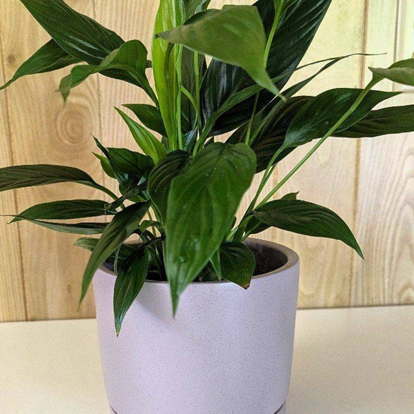 Pothos Champs Elysees Teruno Pothos Epipremnum Japanese Pothos Tropical ...