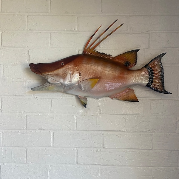 Hogfish (aka Hog Snapper) Fish Mount - 32 Inches - Half Mount - Etsy