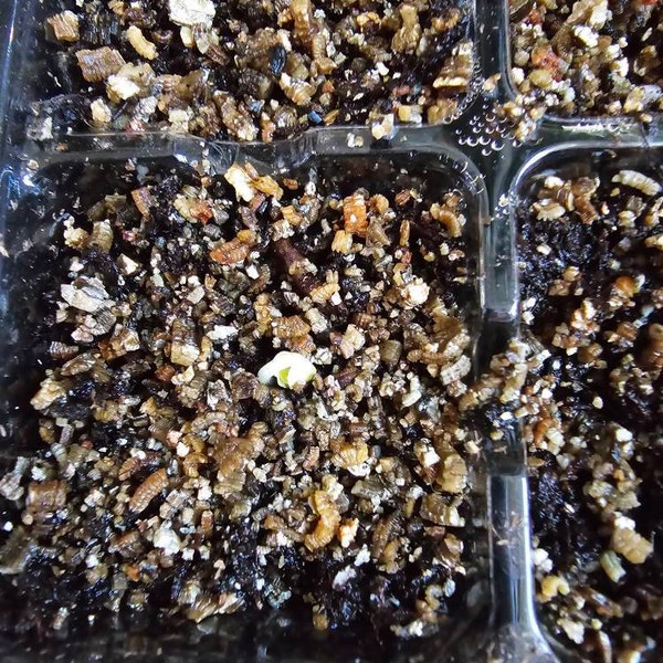 Variegated Mahoe SEEDS, Variegated Sea Hibiscus, Organically Grown - Etsy