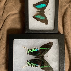 The Amber Phantom Clearwing Butterfly Haetera Piera Mounted - Etsy