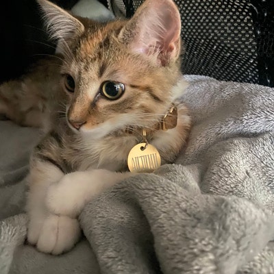 Custom Cat Collar Bell Bow in Blue Corduroy/velvet - Etsy