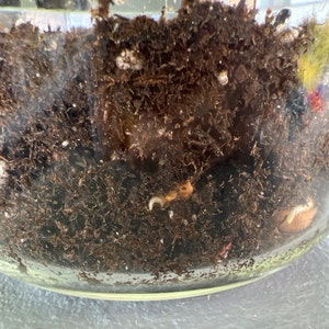 Premium Swamp Rose Mallow Flower Seeds Gorgeous Stunning - Etsy