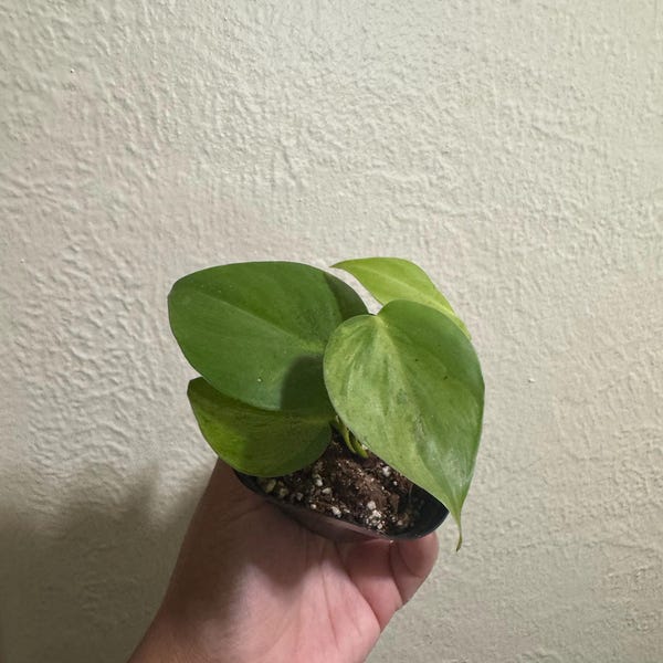 Epipremnum Aureum Teruno Robin - Rare Japanese Pothos - Terunoworld ...