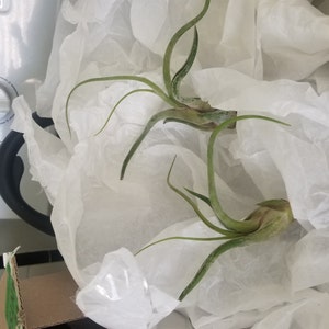 Medusae Caput Tillandsia Air Plant Small and Medium Live - Etsy